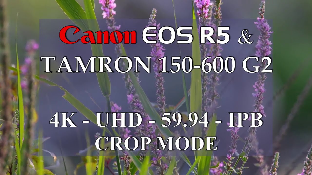 Testing out the 4K Crop video mode of the Canon EOS R5 at the ...