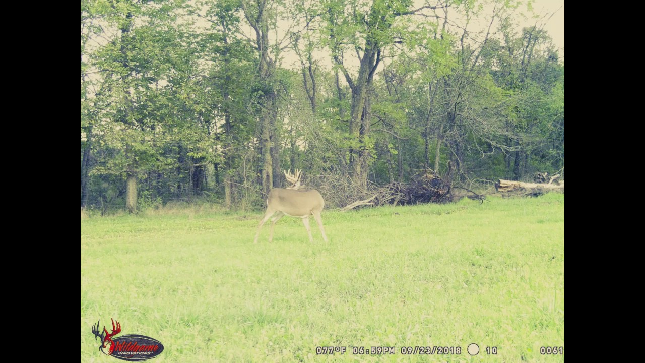 Bucks at the Rocking B Ranch, in the food plots, - YouTube