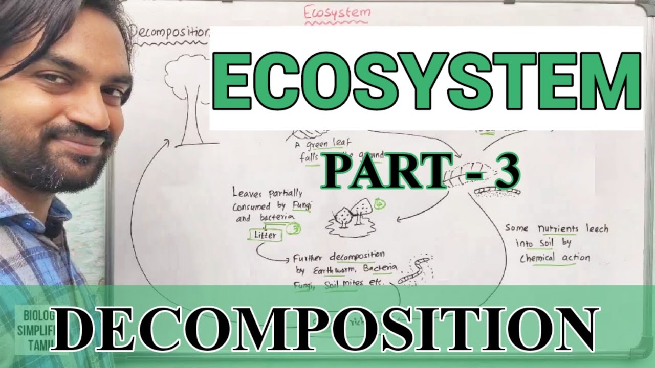 Ecosystem | Part 3 | Decomposition - YouTube