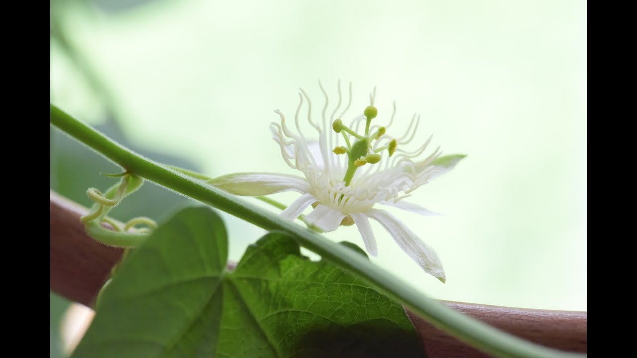 Passiflora capsularis blossom and polination (DSLR time-lapse) - YouTube