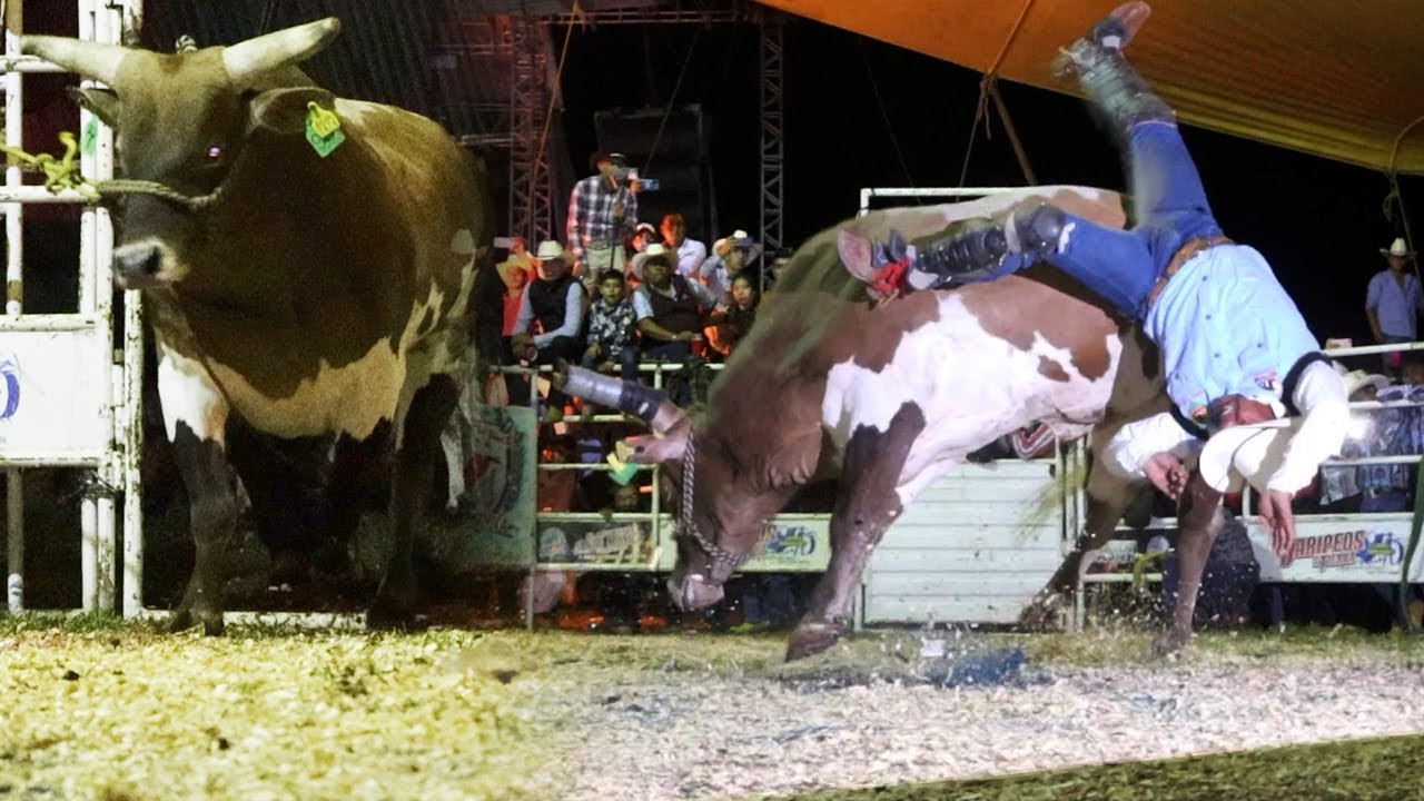 "BABY SHARK" LE DICEN EL TORO INVENCIBLE POR LA DIFICULTAD DE SU REPARO ...