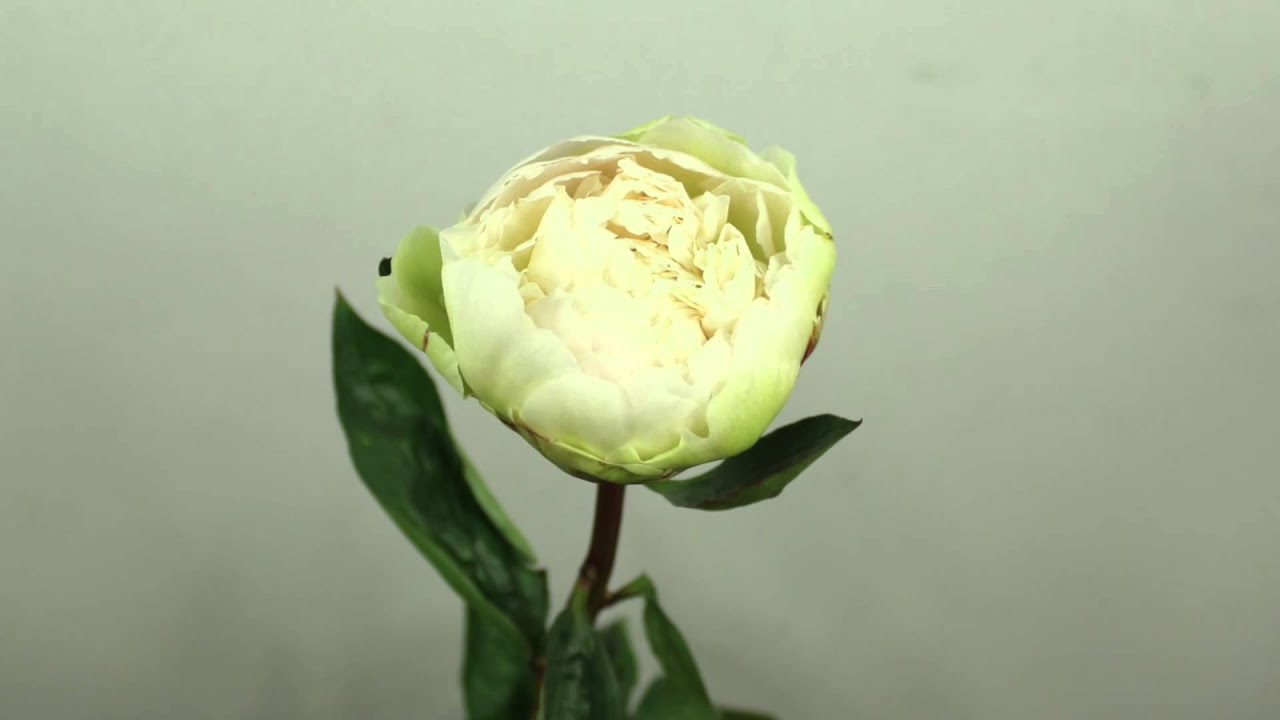 Peony Bowl Of Cream - Time Lapse - YouTube