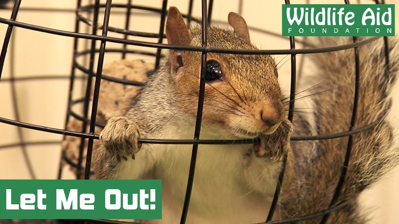 Wild birdfeeder on the loose at Wildlife Aid! - YouTube