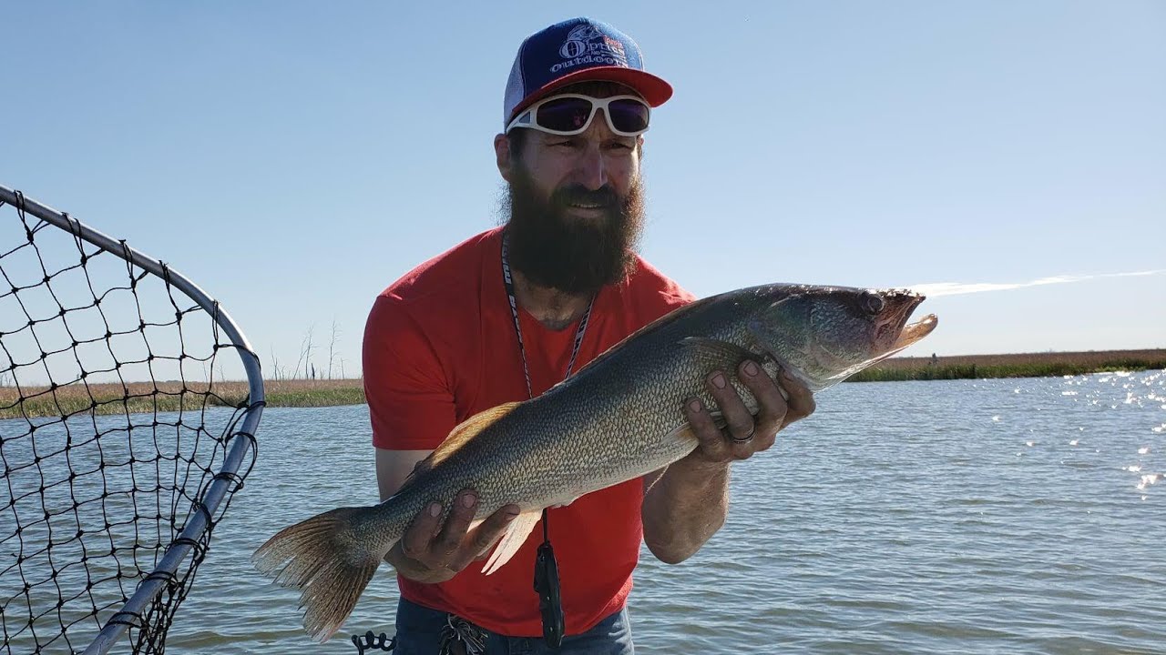 8 lb. walleye caught and released. Post spawn walleyes. Catching ...