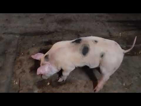 продаются поросят породы Кантор. se vând purcei Cantor - YouTube