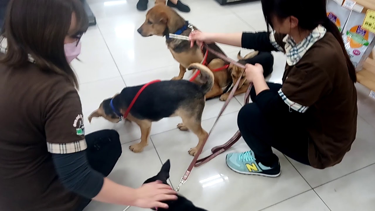 Anthony, Ariel, Amina, Adolph and Gino are good with dogs - YouTube
