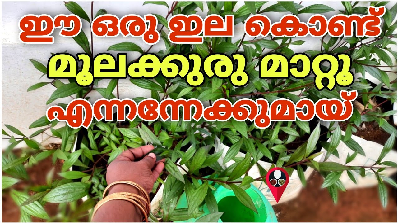 Ottamooli For Piles Moolakkuru Home Treatment Piles