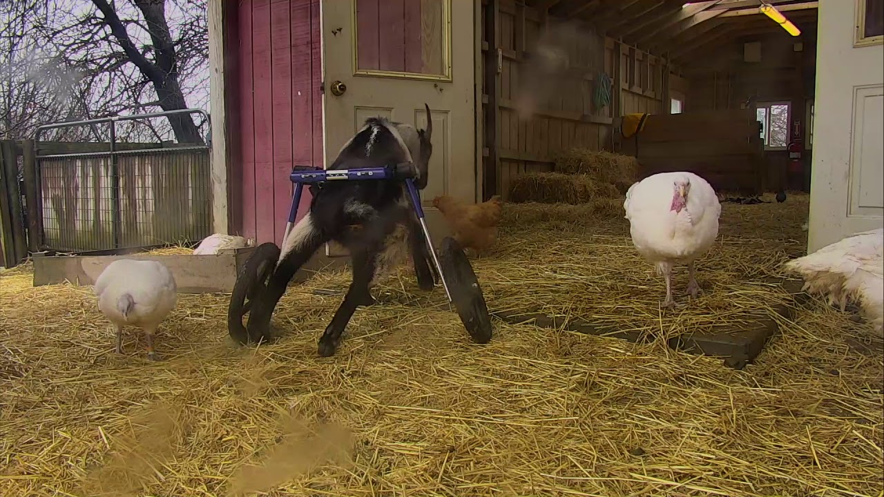 Turkey Barn Cam 01-12-2018 07:48:36 - 08:48:36 - YouTube