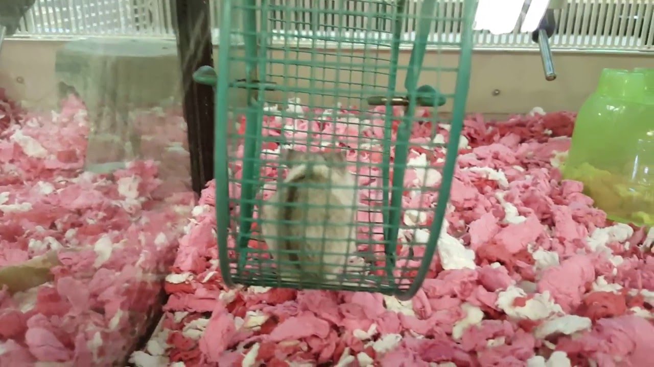 Watching the ADORABLE Chinese Dwarf Hamster and Gerbil at PetSmart with ...