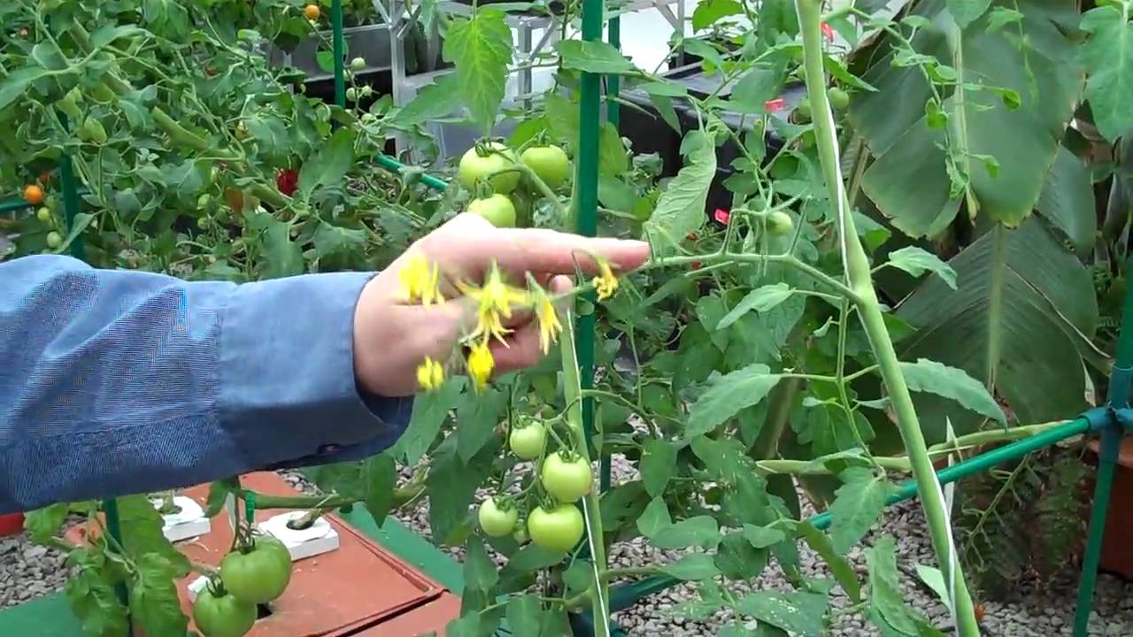 Growing Tomatoes - Pollination of Tomatoes - YouTube
