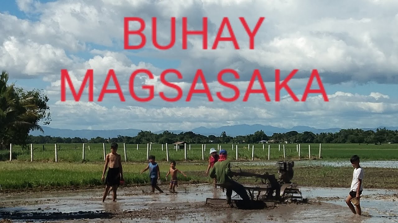 PAANO MAG ARARO AT MAGBUBUNOT NG PALAY - YouTube