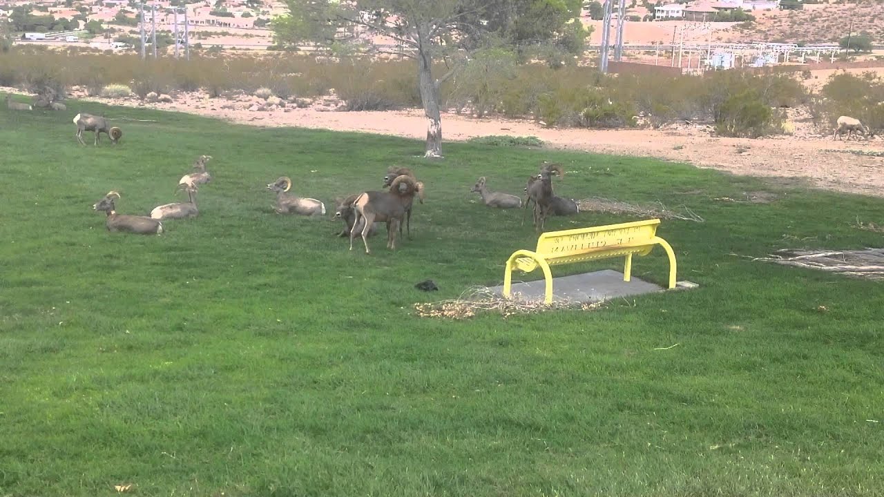 GPS Tracking Collar on Bighorn sheep in Nevada - YouTube