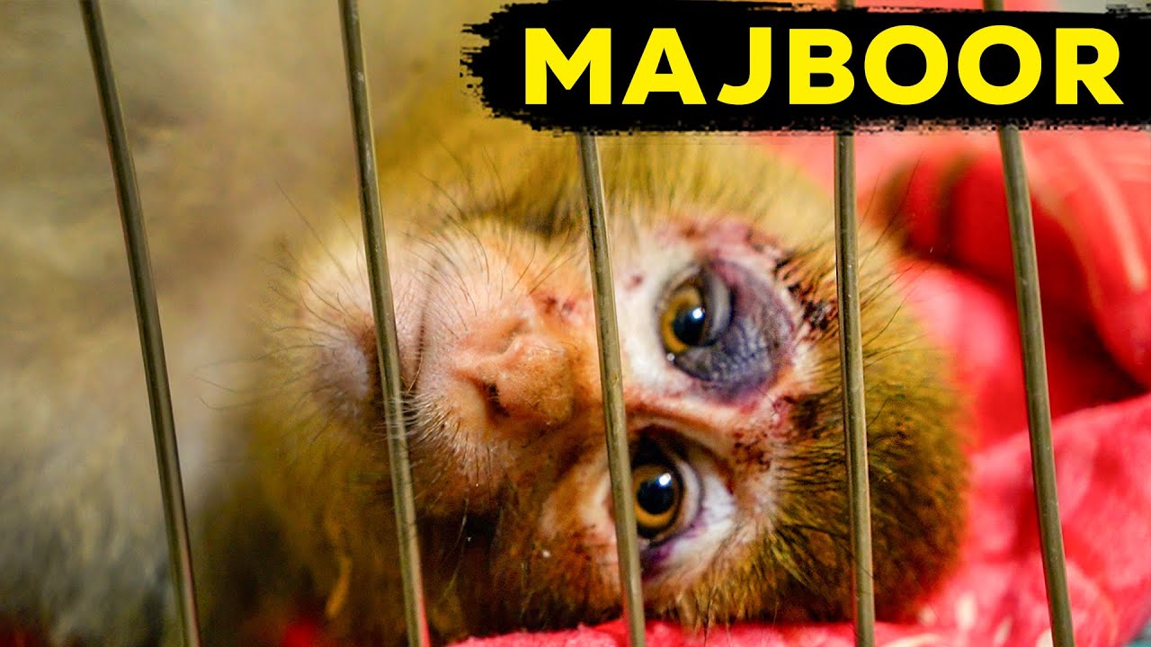 Unlucky monkey got electrocuted - YouTube