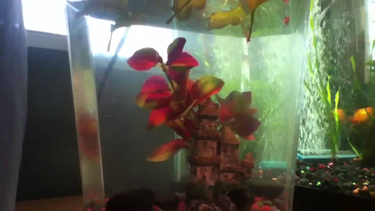 Baby Betta Fish Care - YouTube