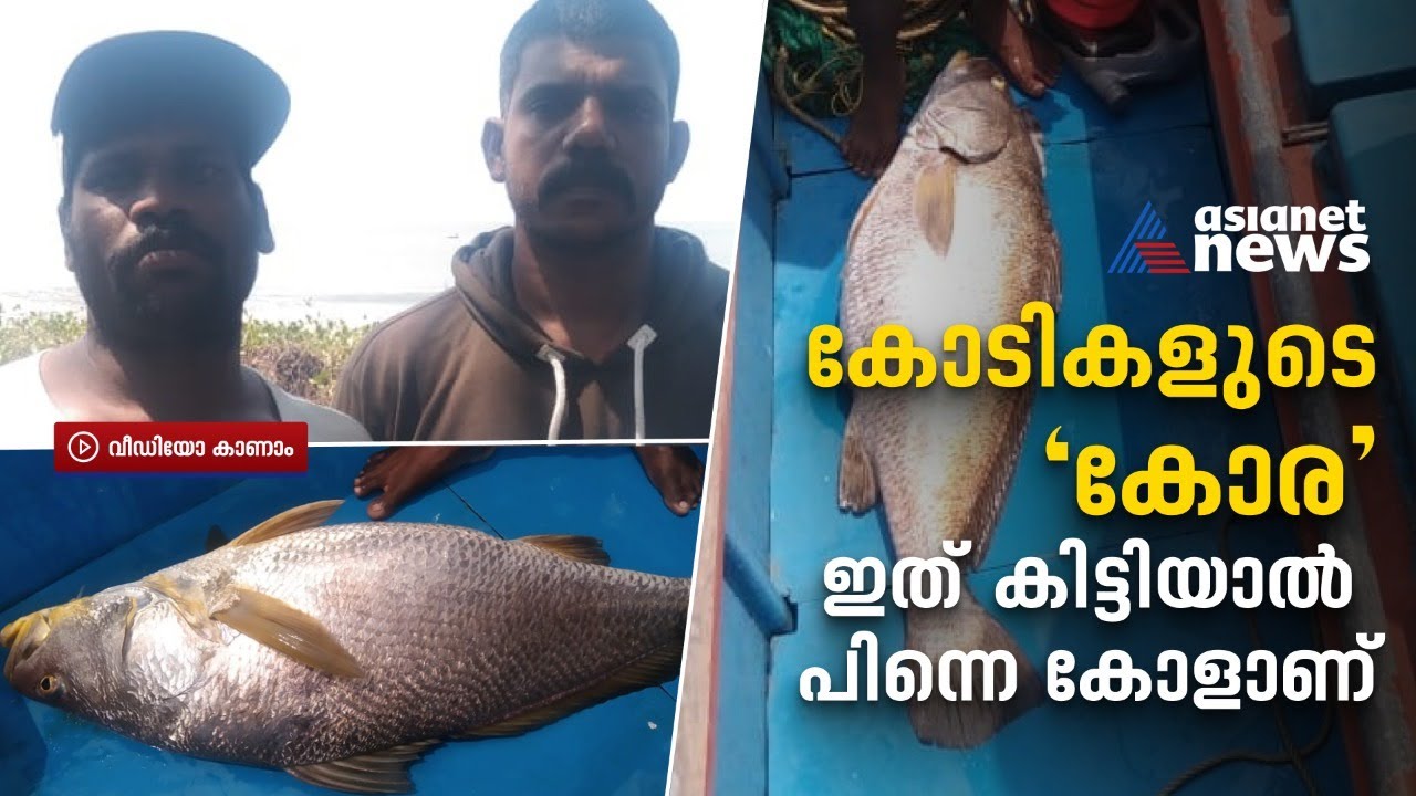 ഒരു മീനിന്റെ വില 59,000 രൂപ; ഇത് 'പൊന്നുതമ്പുരാന്' കിട്ടിയ കോള് | Ghol ...