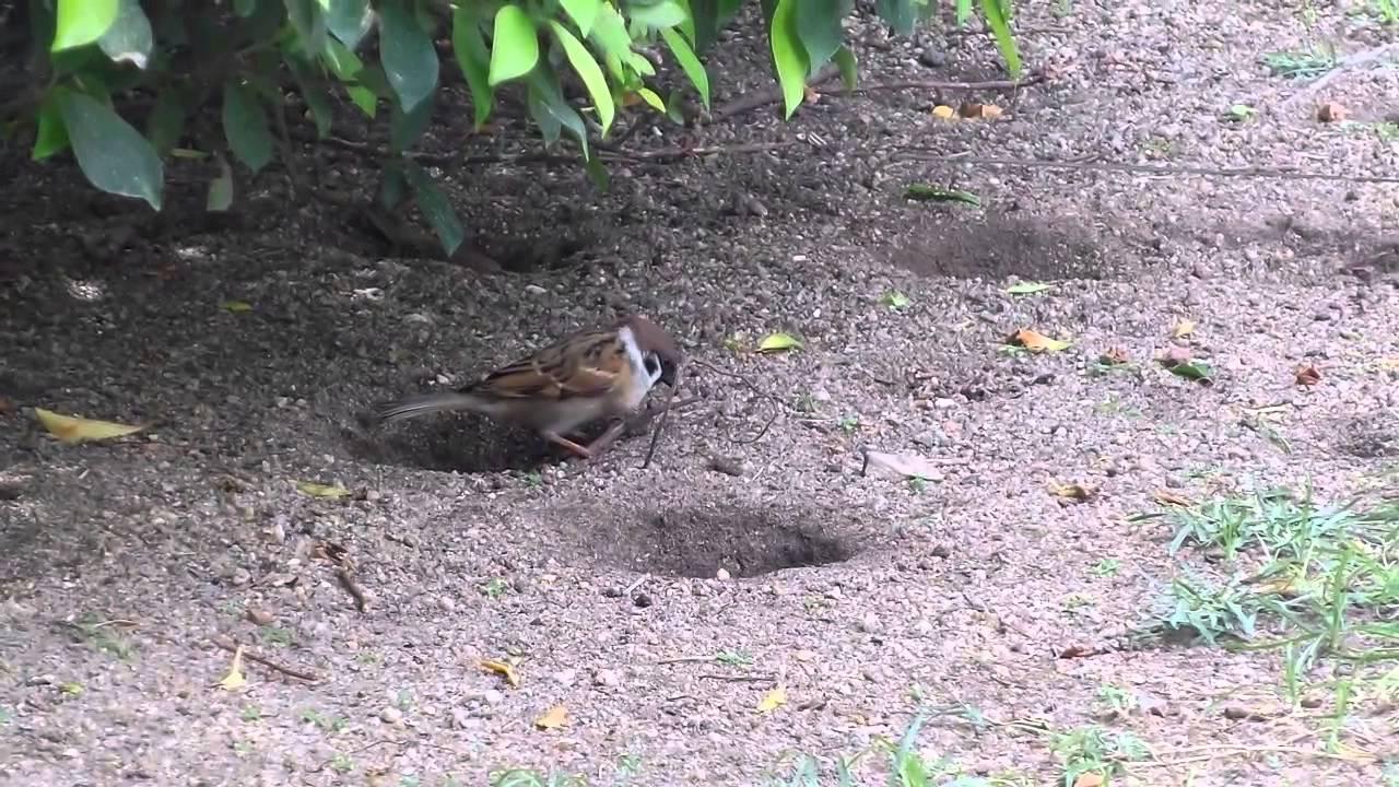 Birds enjoying dust bath - YouTube