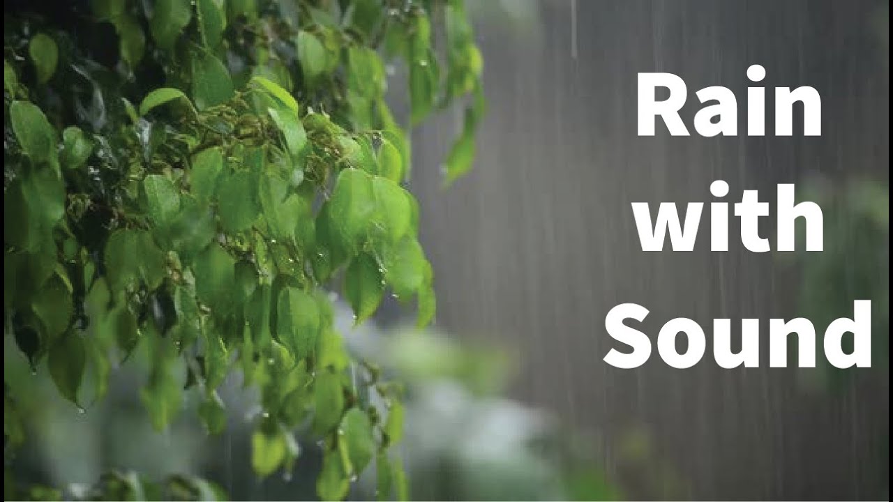The rain with sound rain sound forest rain rain onto tree rain onto ...