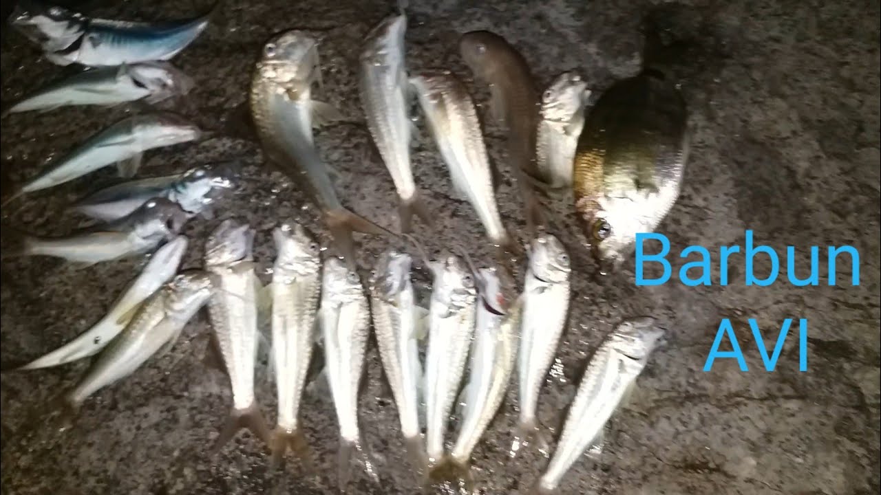 Barbun Avı !! Balık Avı !! Fishing Kıyıdan boru kurdu ve solucan ile ...