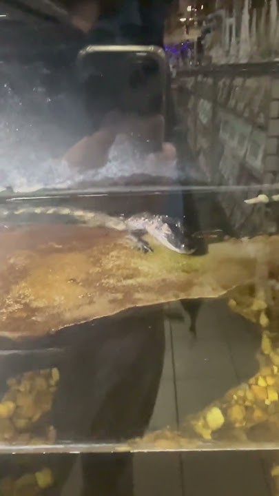 Baby Alligators at Tourist trap on I-75 - YouTube