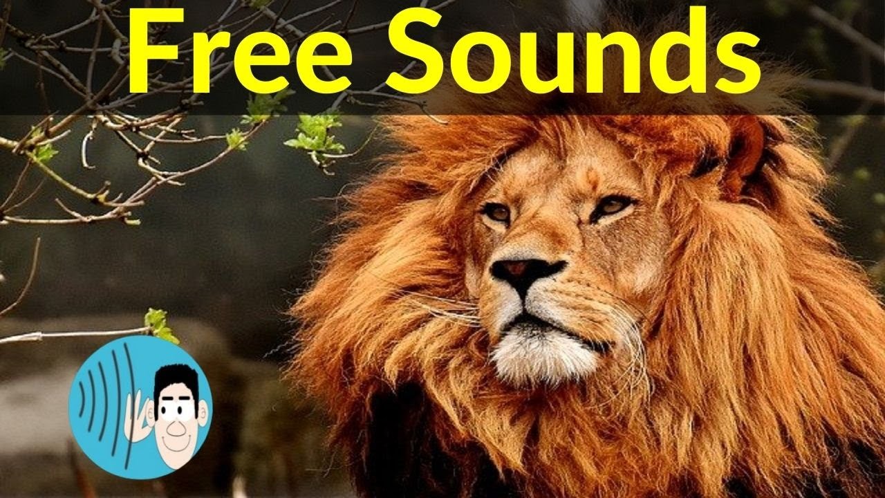 Sound and Voices of Animals From Africa - YouTube