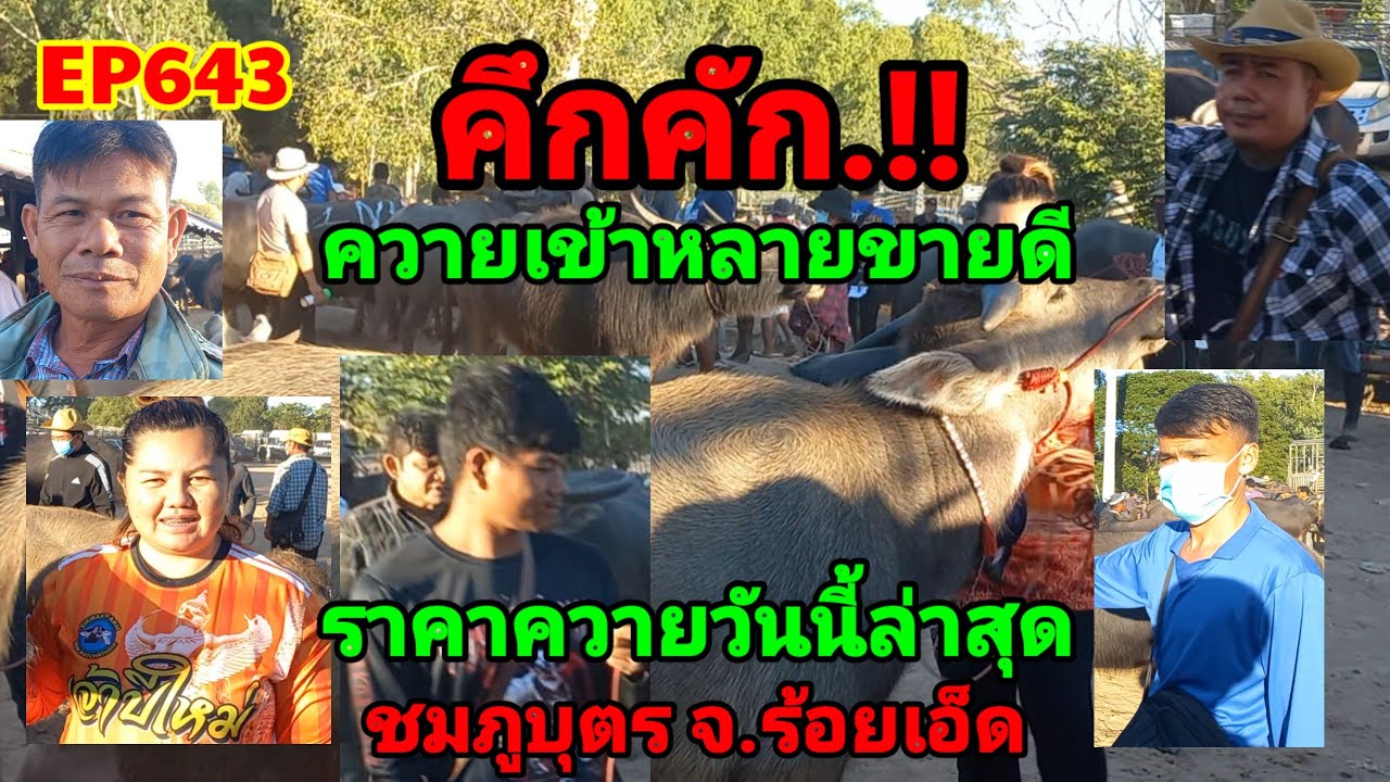 EP.643 ราคาควายวันนี้ เปิดราคาควายล่าสุด สำรวจราคาควายตลาดนัดบ้านหนองแก ...