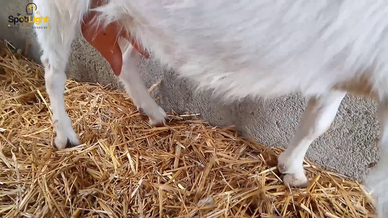 The correct way to milking the Sanin goats manually. - YouTube