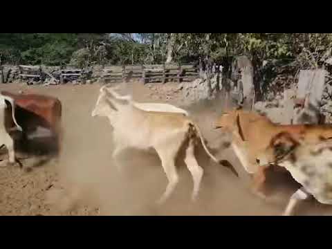 SALIDA DE GANADO PARIDO