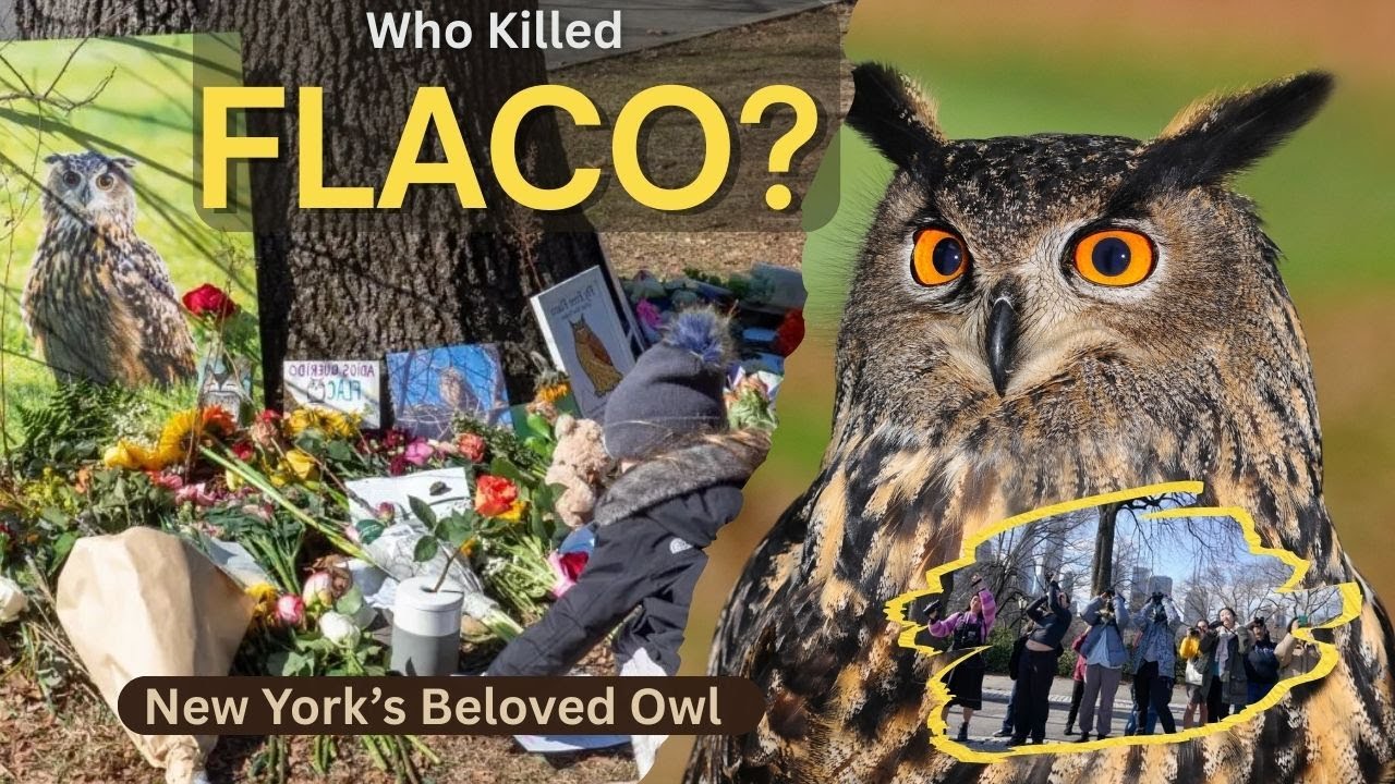 FLACO- the Eurasian Eagle Owl: New York's Beloved Explorer, King of ...