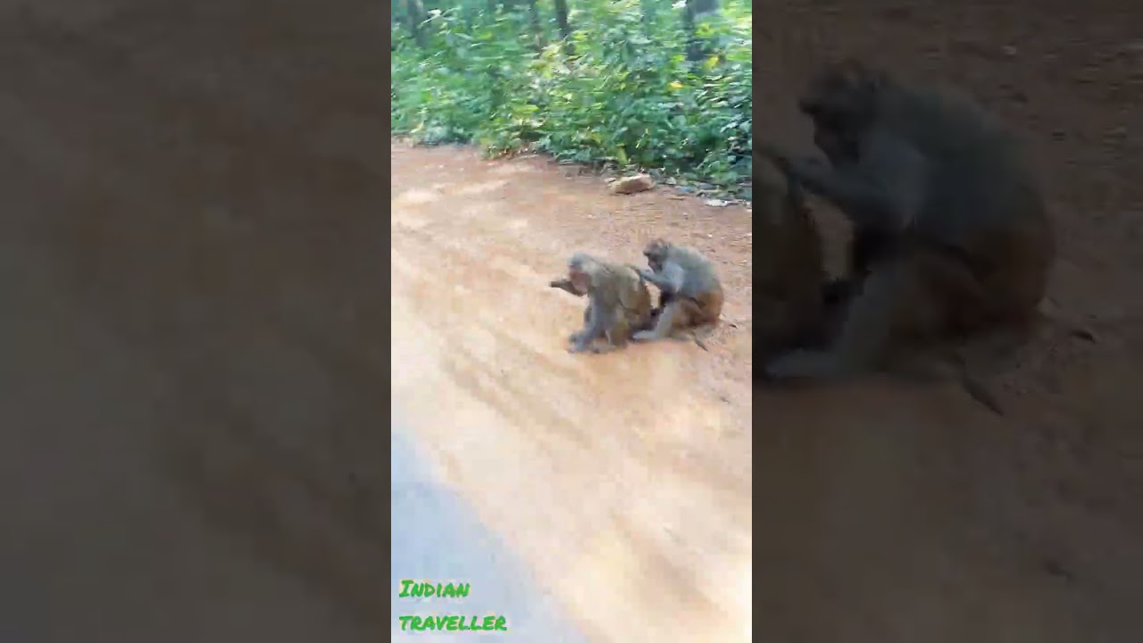odisha, duarsuni ghati monkey - YouTube