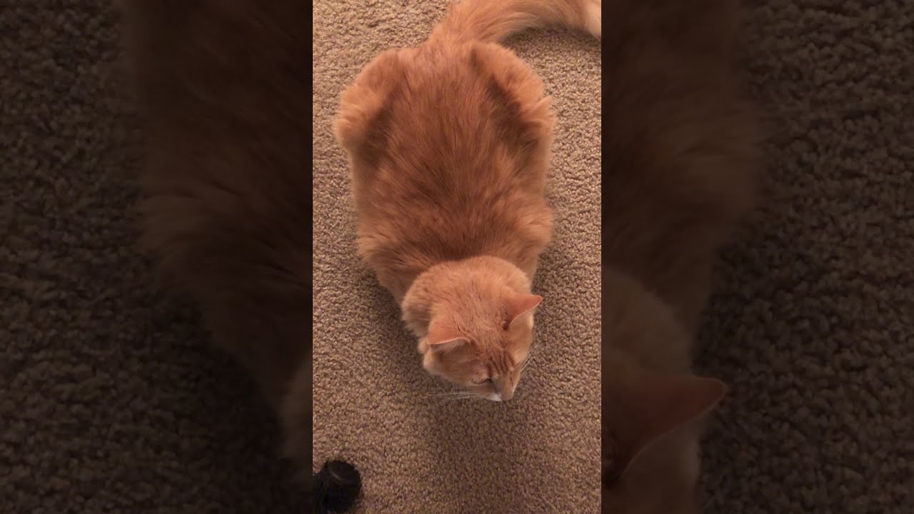 Birds eye view cat loaf demo 🍞 - YouTube