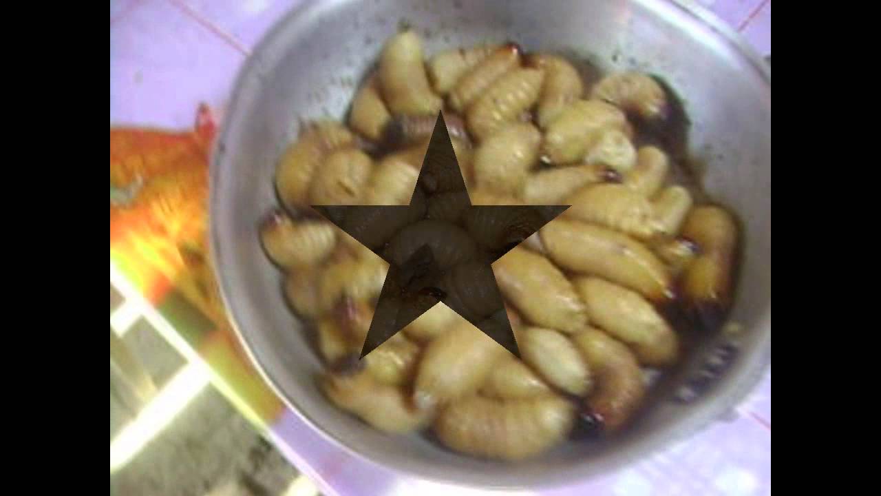 Comiendo suri - YouTube