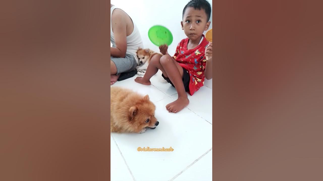 pomeranian dog daily life - YouTube