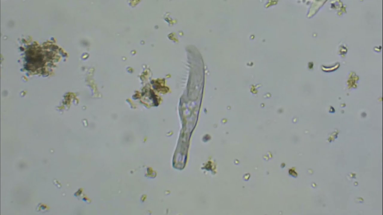 Spore In Real Life - YouTube