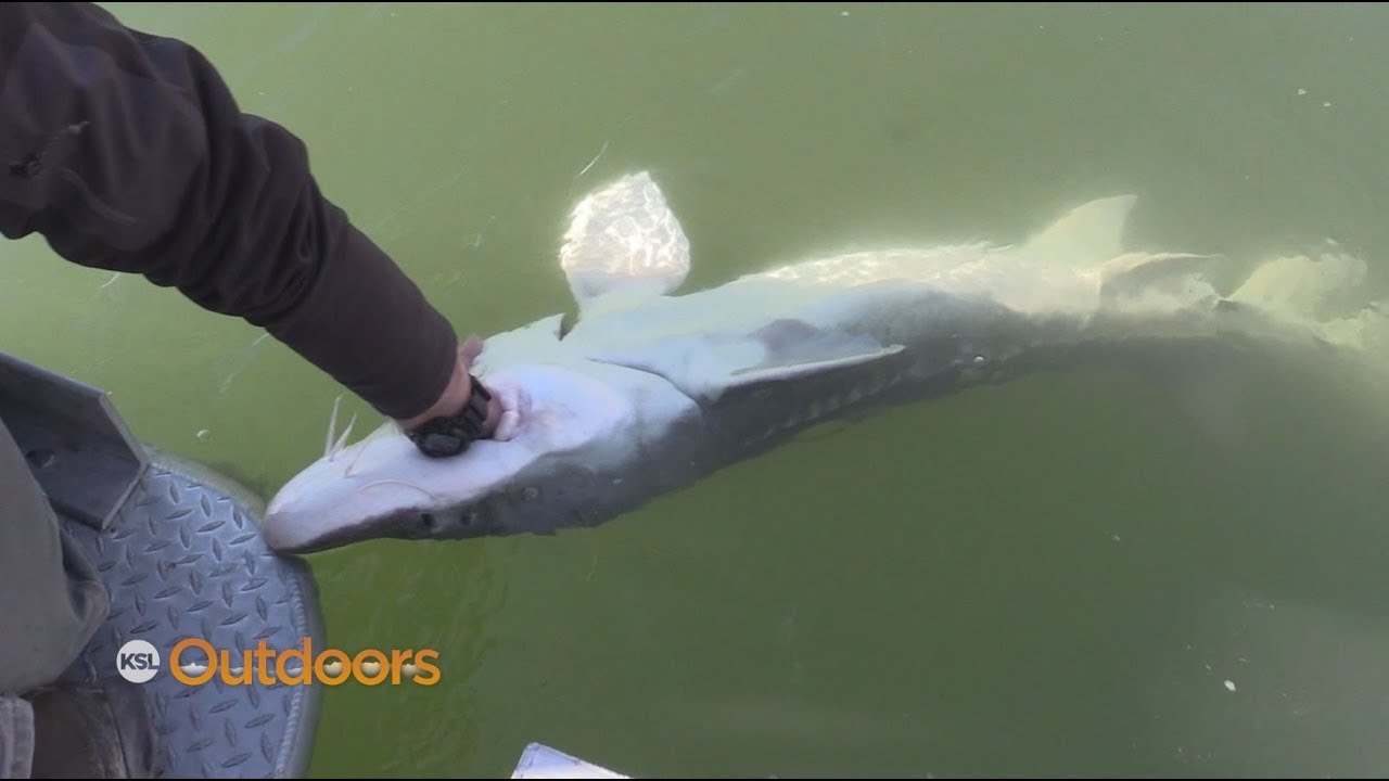 Fishing White Sturgeon on the Snake River - YouTube