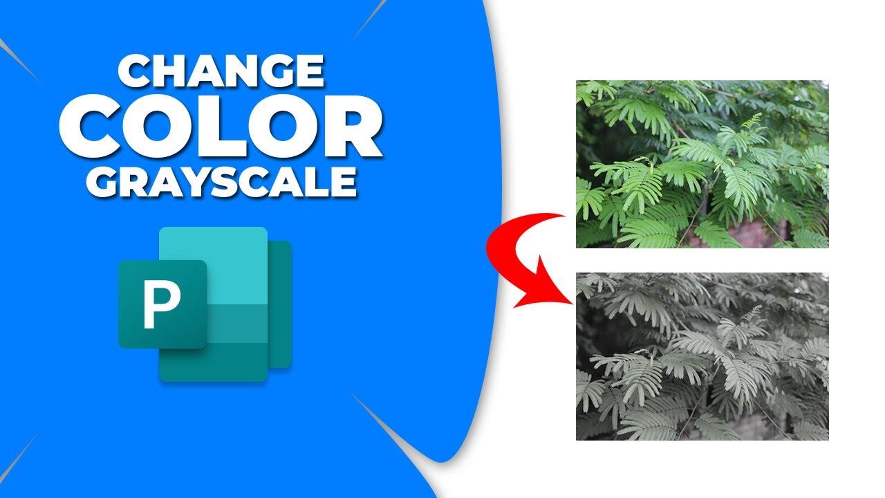 How to change a color to grayscale in Publisher - YouTube