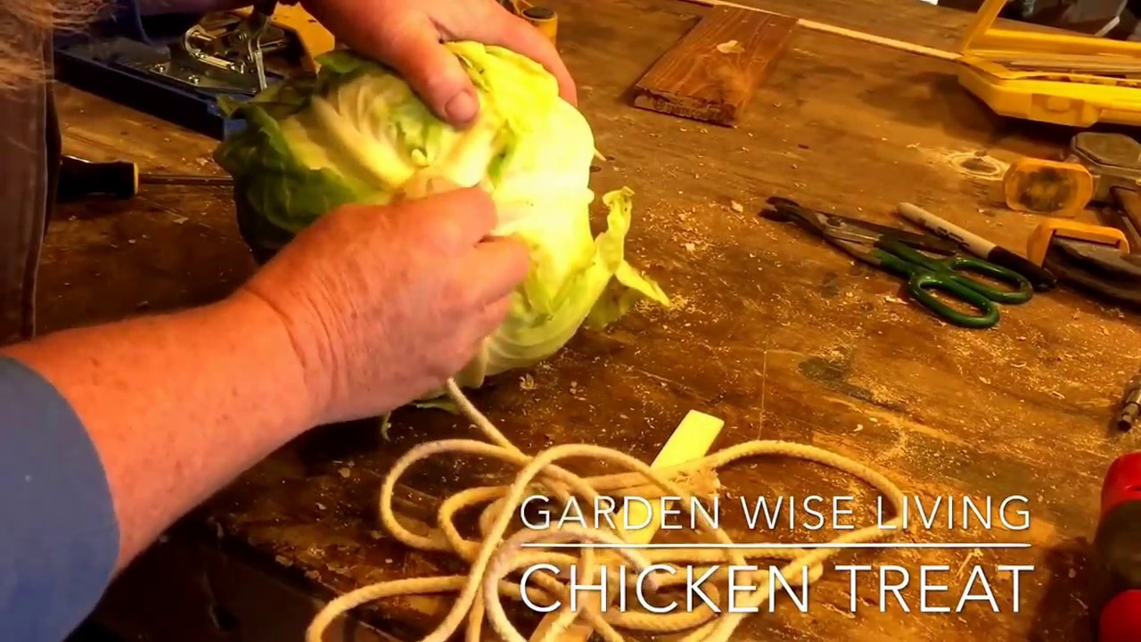 Cabbage on a rope chicken treat - YouTube