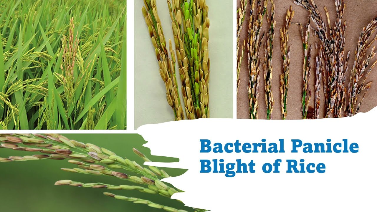Rice Panicle