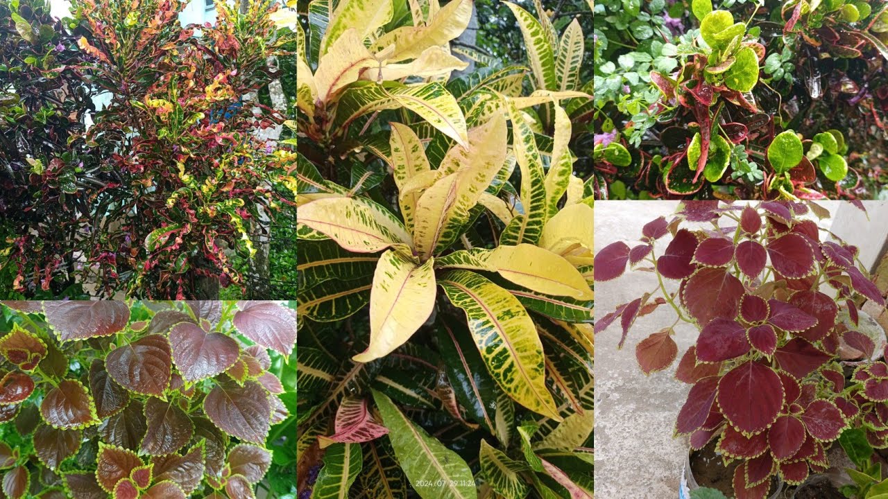 Bahari patabahar/ Horekrom patabahar/ plz subscribe this channel - YouTube