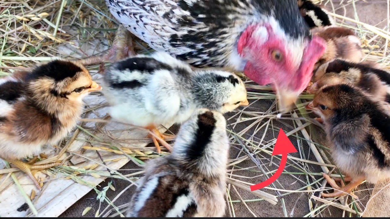 The First day of New born 7 chickens and Their Mother. - YouTube