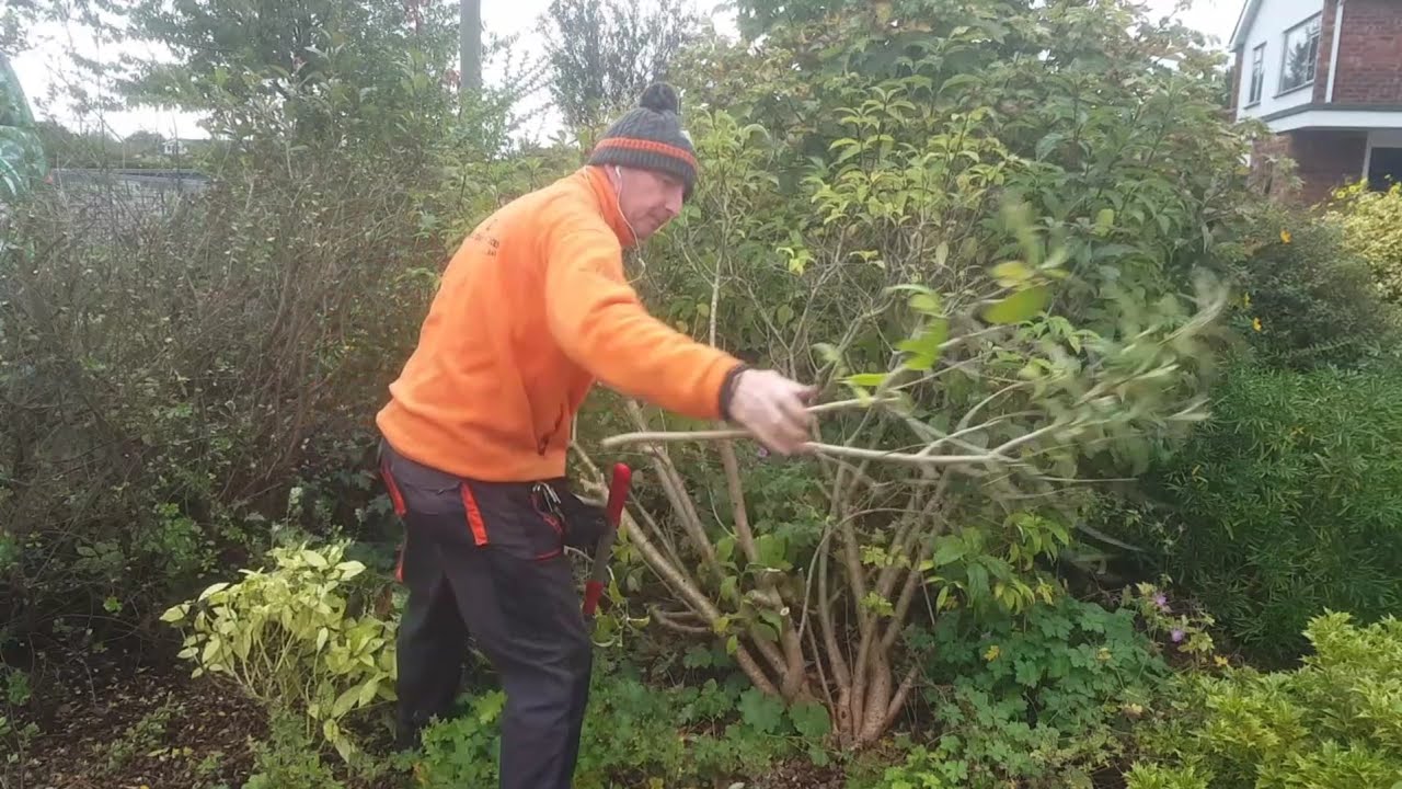 Pruning / cutting back front garden SEE THE DIFFERENCE - YouTube