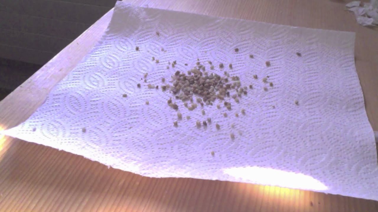 Homemade Giant Ground Snapper - YouTube