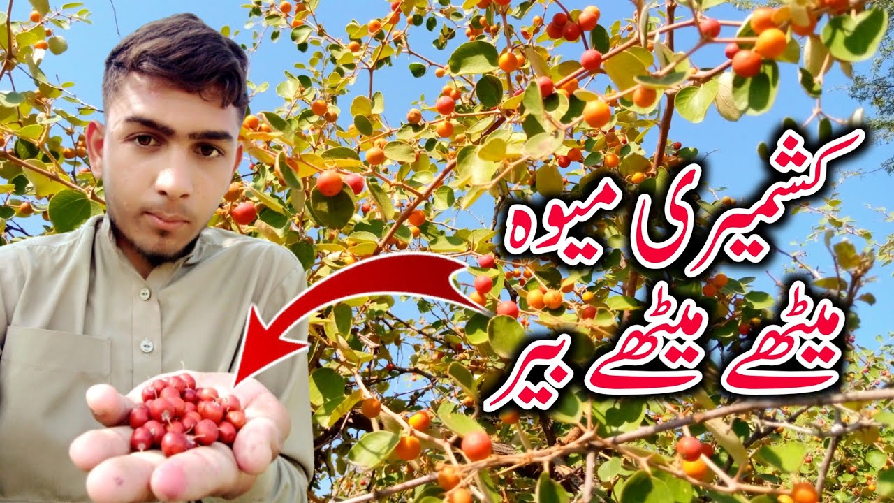 Kashmiri delicious fruit Ber || The forest of Azad Kashmir || My ...