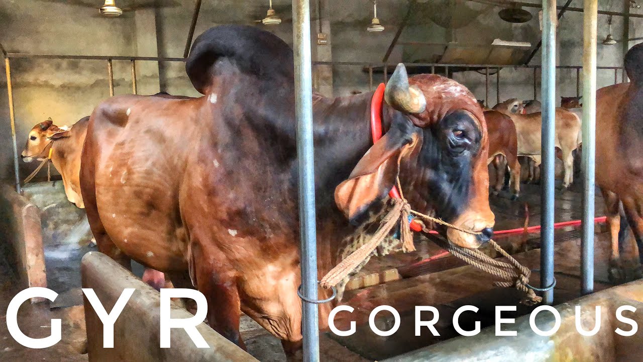 Huge Gyr Pair || Unbelievable Beautiful || Abdul Malek Agro || The Home ...