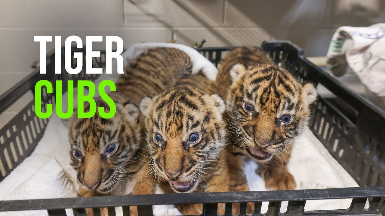 Vote to Name Nashville Zoo's Sumatran Tiger Cubs - YouTube