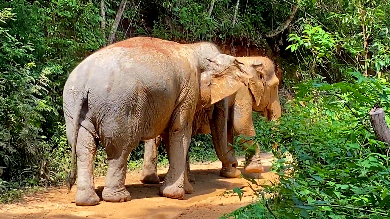 The majestic elephants at Chang Chill, a observational-only sanctuary ...