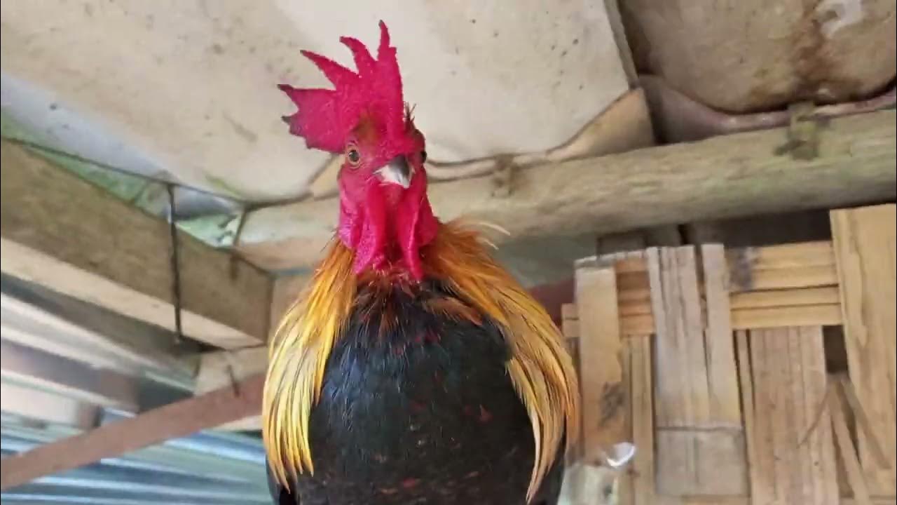 coj nej lo saib nyuam qaib qus ไก่ป่า - YouTube