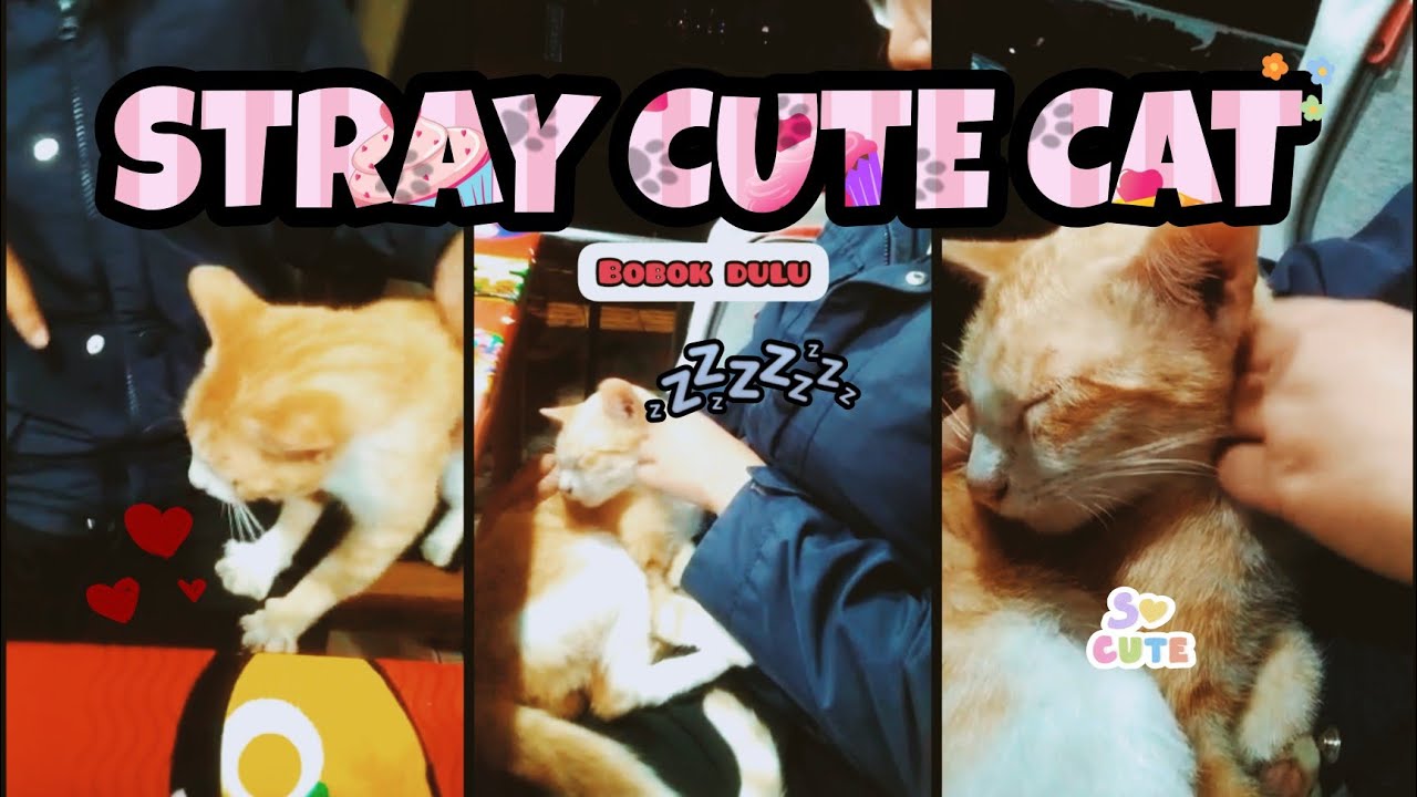 STRAY CUTE CAT #3 🥰🐱 - YouTube