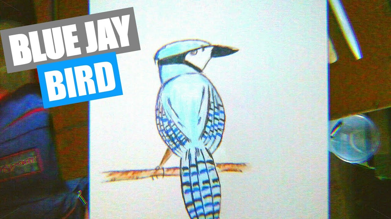 How to draw a blue jay - YouTube