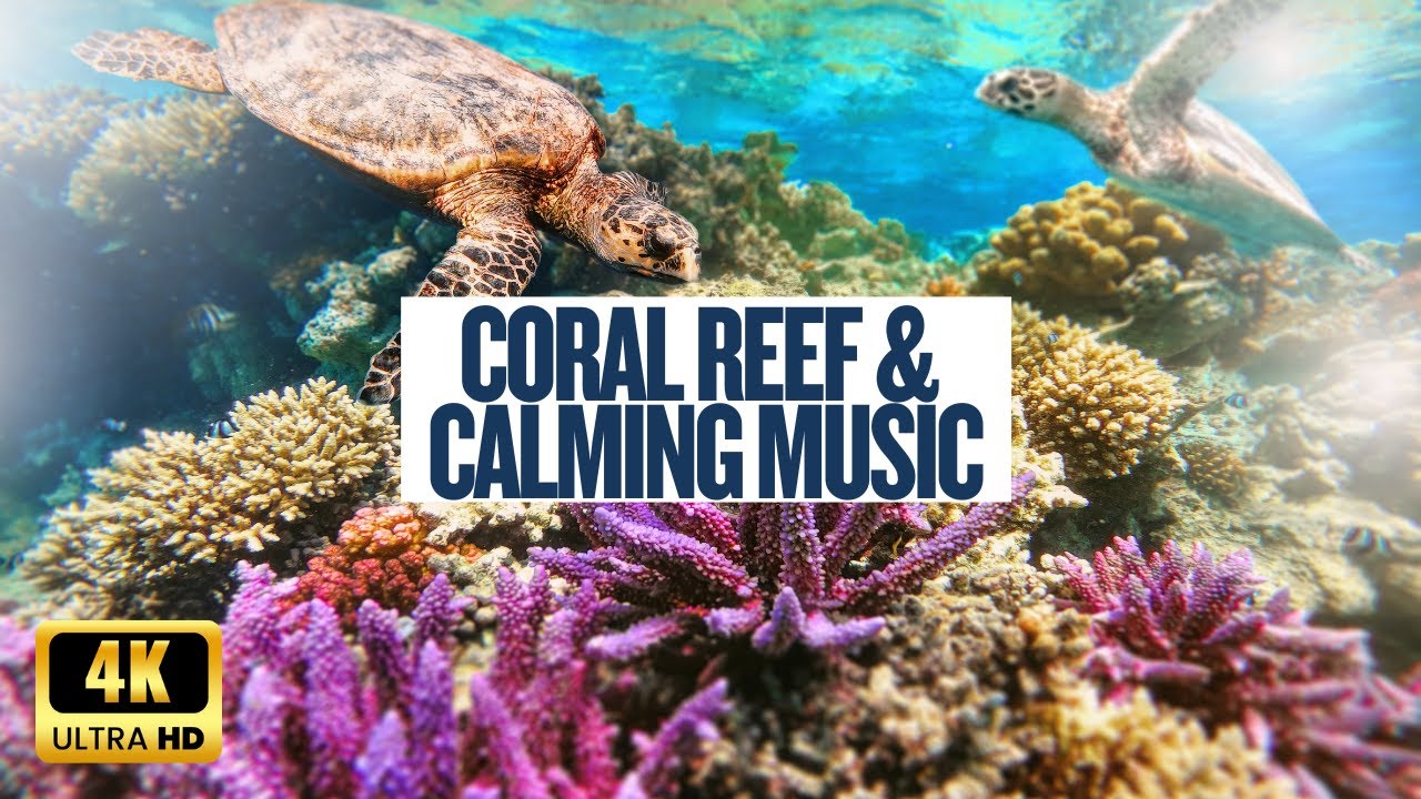 Relax & Focus | Coral Reef Visuals with Calming Music 🪸🌊 - YouTube