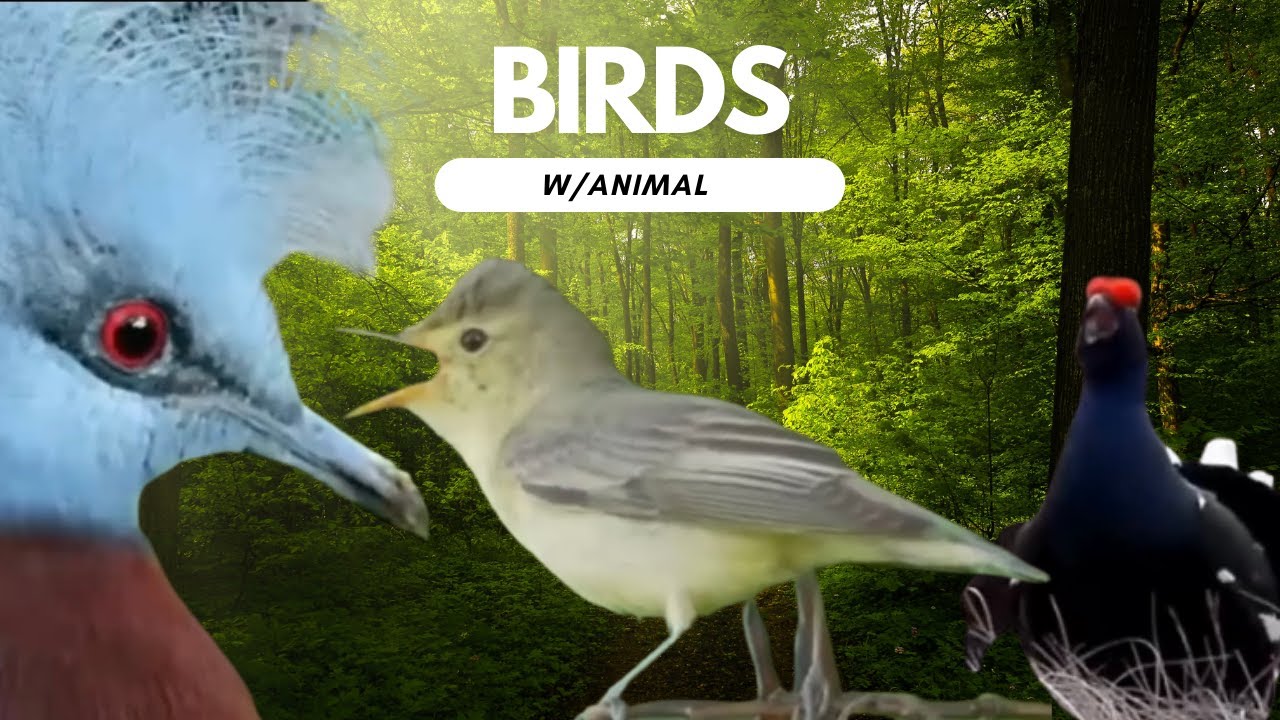 The Most Amazing beautiful birds & Sweet birds |Full 4K| W/Animal - YouTube